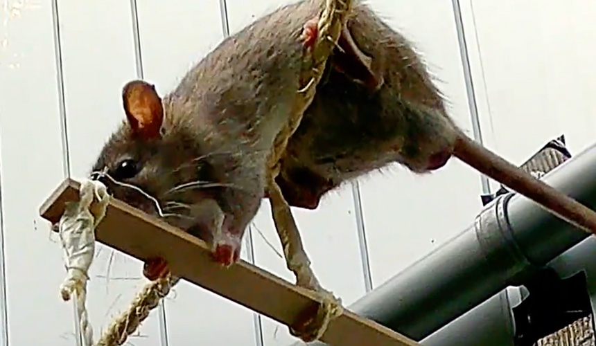 New York City Rats New York City Rats